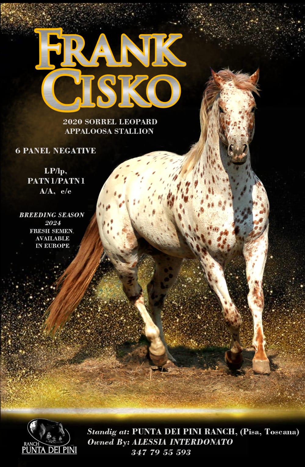 #582 🪁 FRANK CISKO • Halter Sorrel Leopard Appaloosa Stallion at Stud ...