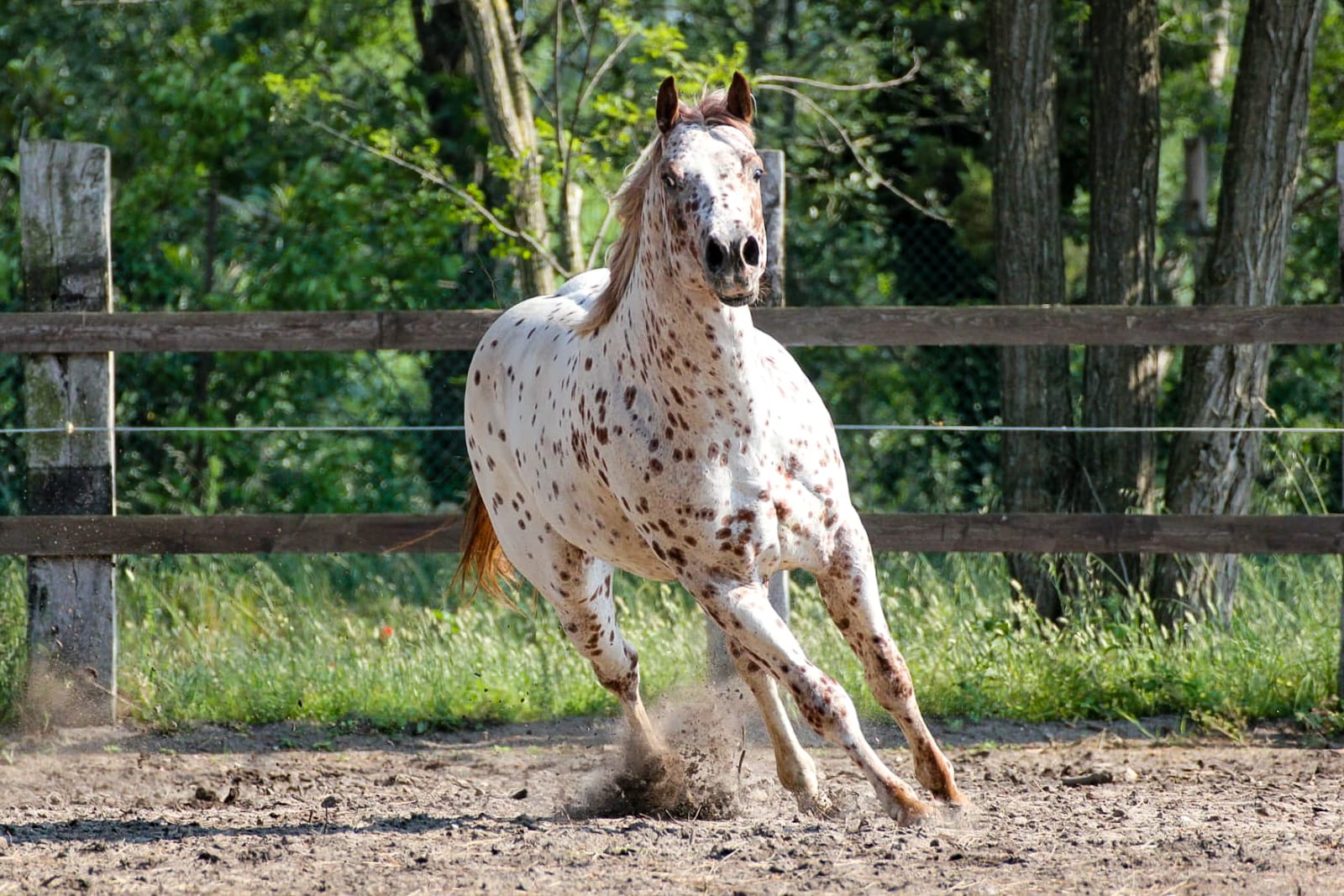 #582 🪁 FRANK CISKO • Halter Sorrel Leopard Appaloosa Stallion at Stud ...