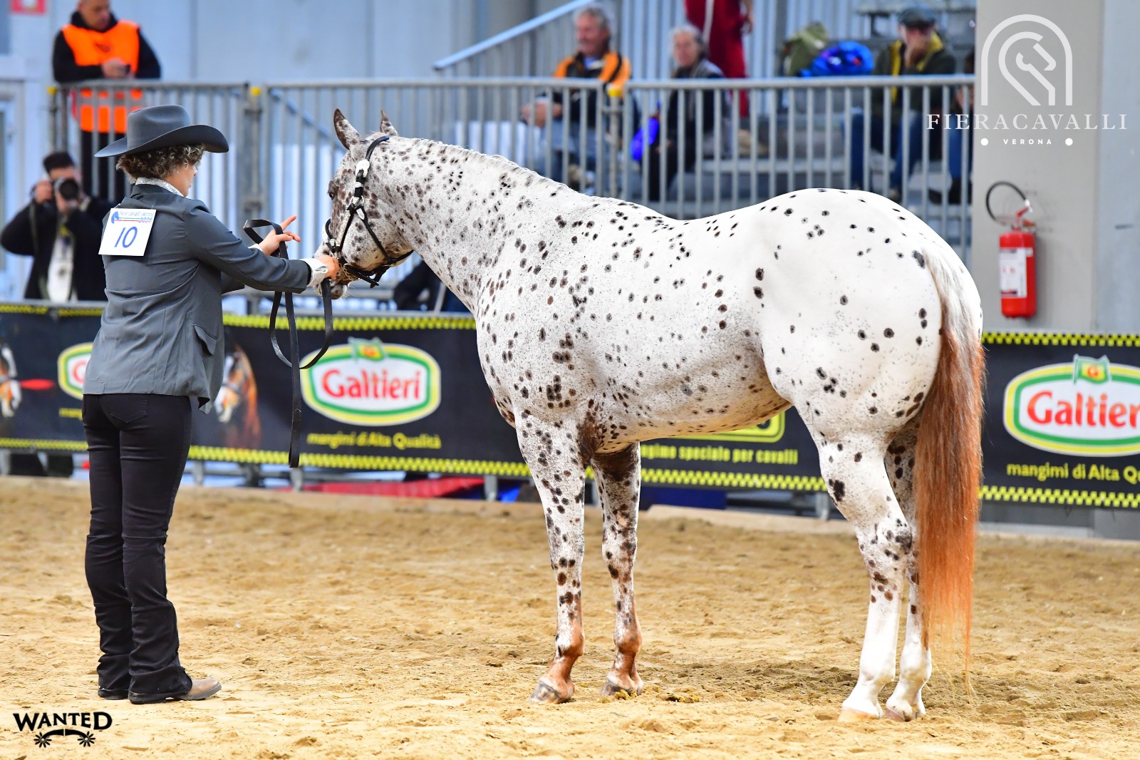 #582 🪁 FRANK CISKO • Halter Sorrel Leopard Appaloosa Stallion at Stud ...