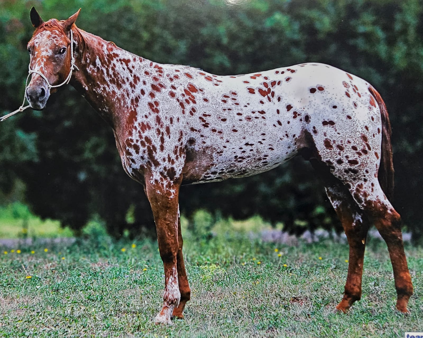 #599 👨‍🎤️ MIROS BOWIE (2021) Halter Italian Champion • Spotted Chestnut Appaloosa Stallion • For ...