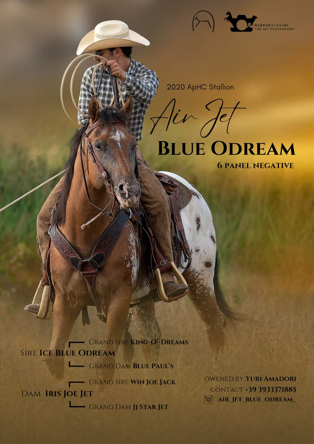 #652 🛩 AIR JET BLUE ODREAM (2020) All Around Appaloosa Dun Stallion ...