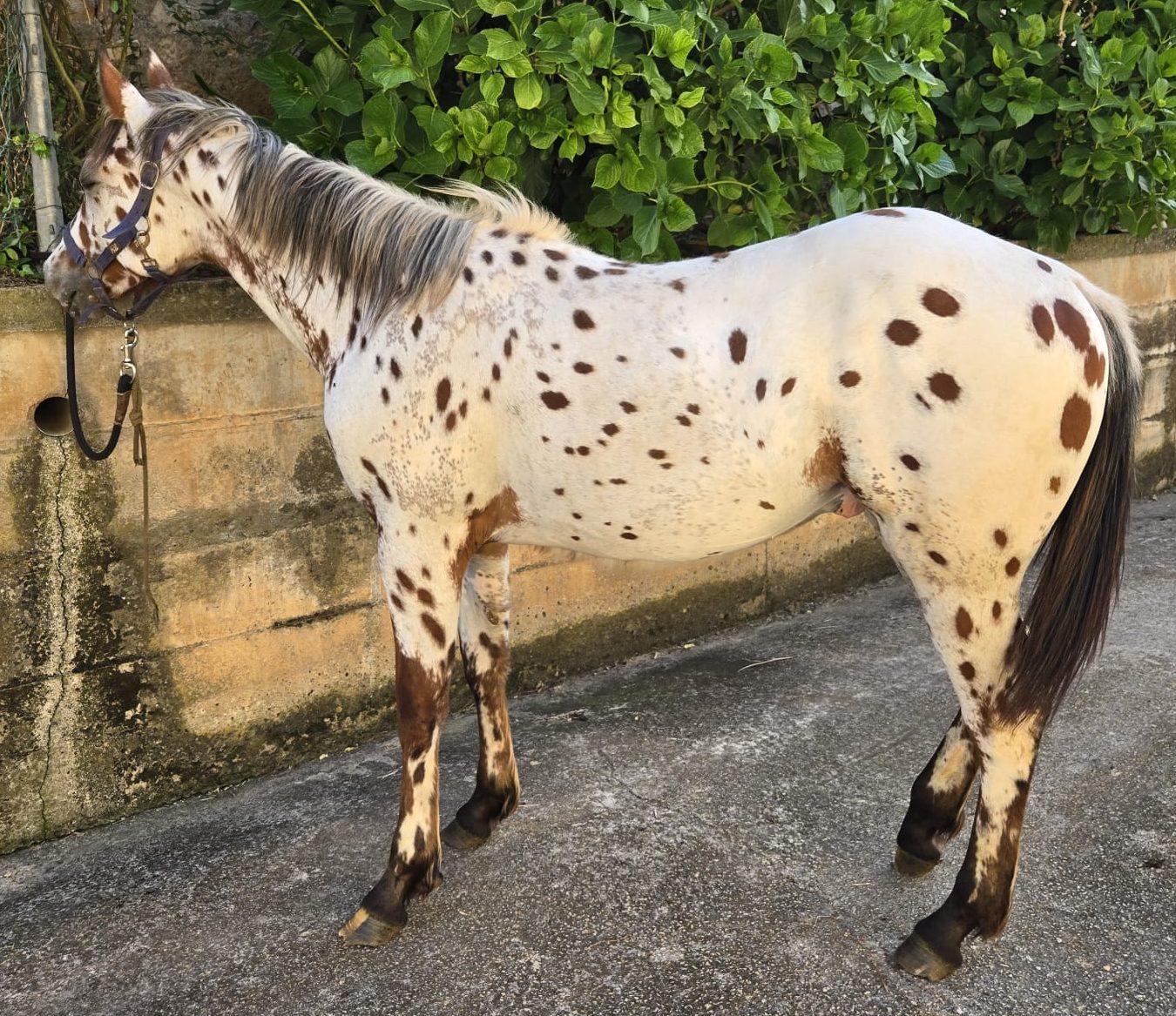 #712 🥃 TEQUILA IN BOWIE AF (2024) Halter Appaloosa Bay Leopard Colt ...